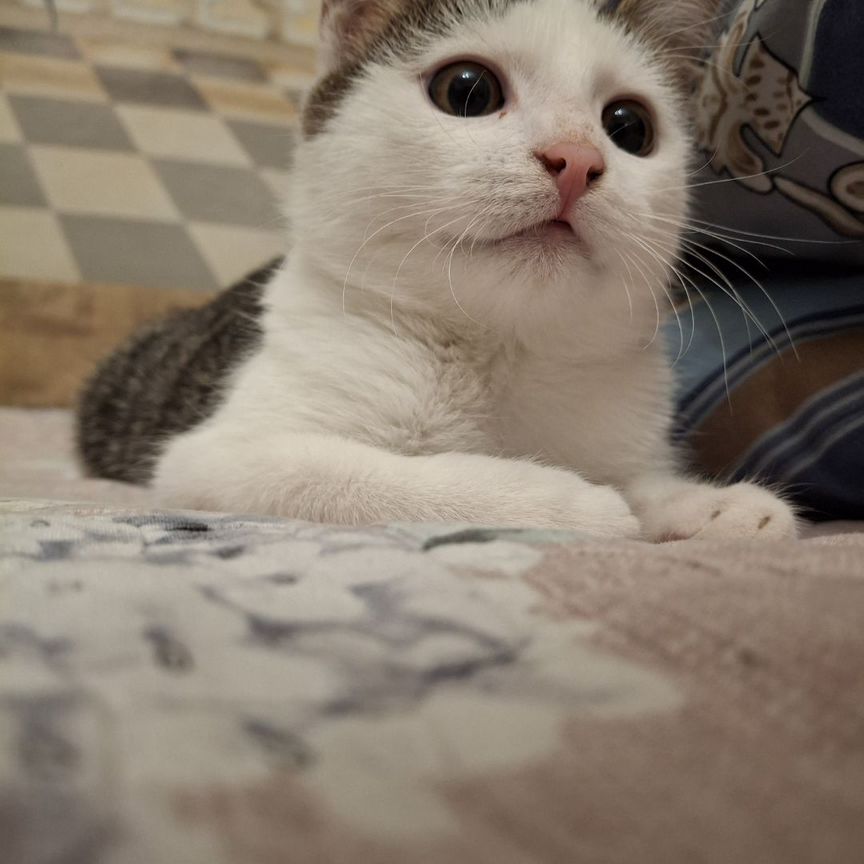 Котенок