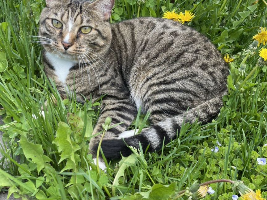 Кот охотник