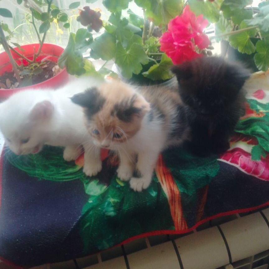 Сиамский котёнок