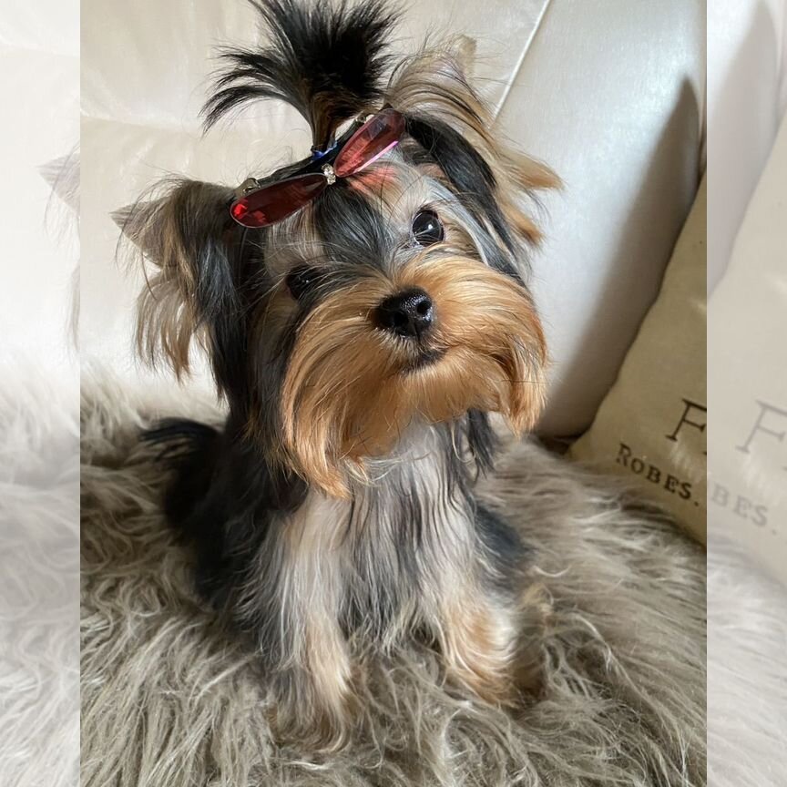 Йоркширский терьер, щенок