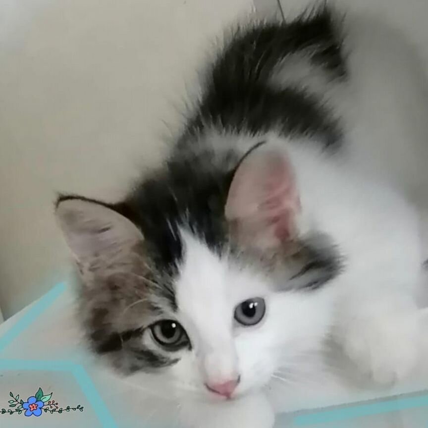 Пушистый котик в добрые руки