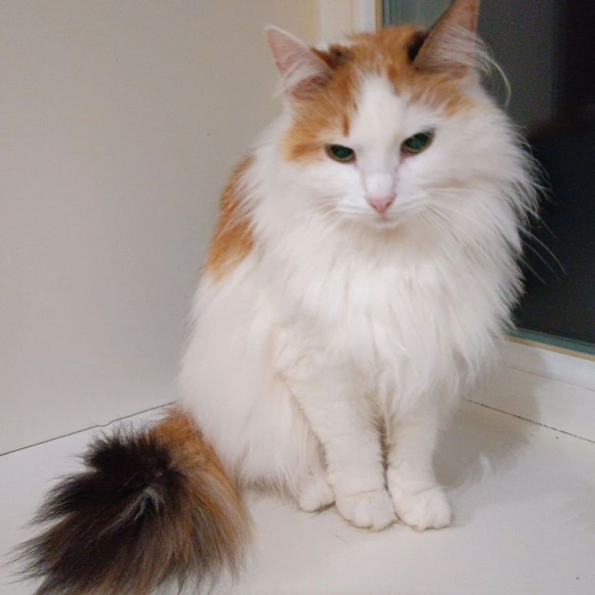 Кошка