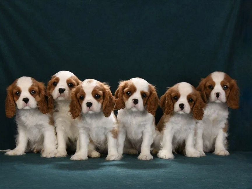 Щенки Кавалер Кинг Чарльз спаниель