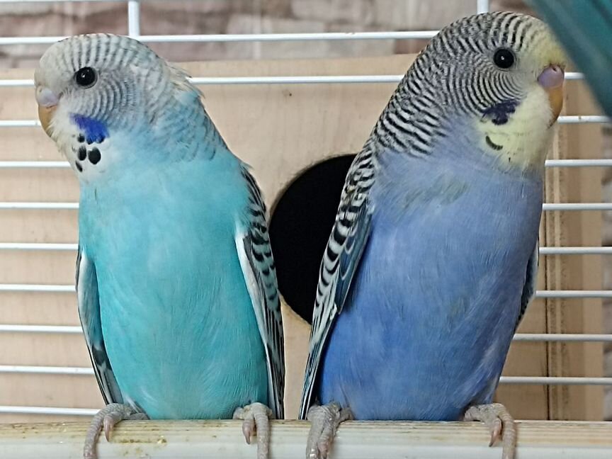 Попугайчики волнистые, малыши