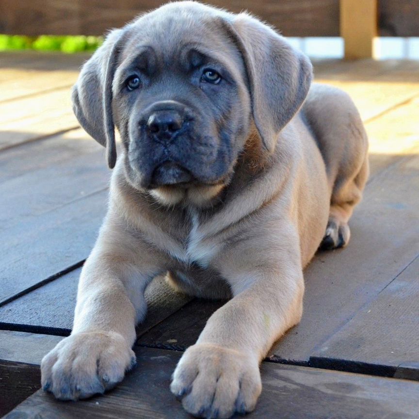 Щенки кане корсо