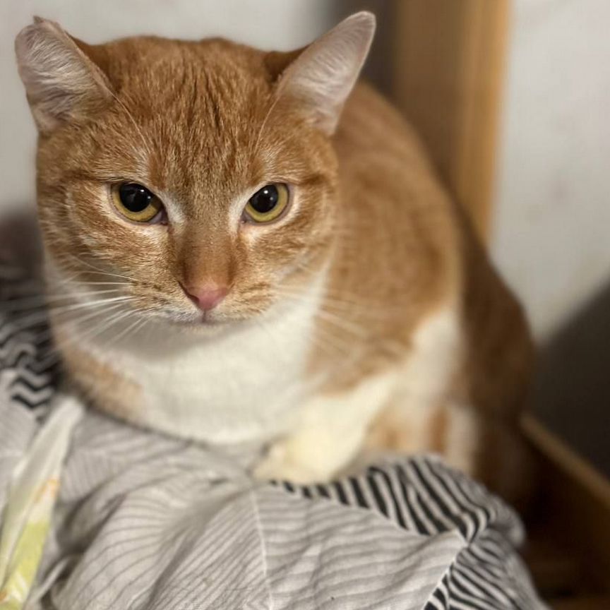 Взрослая, кошка в добрые руки