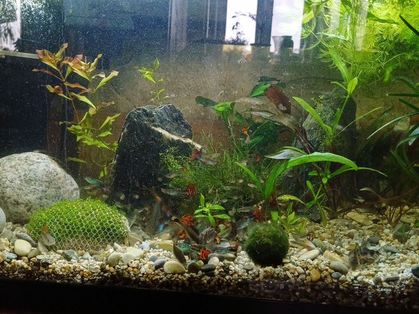 Мальки гуппи