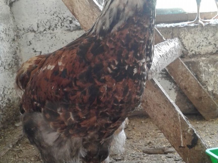 Фавероль петушок