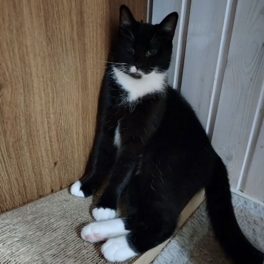 Молодой котик