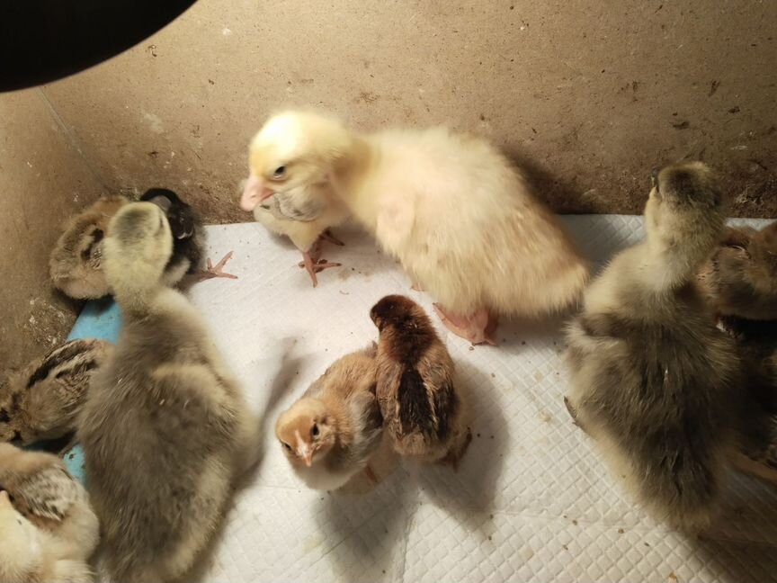 Цыплята чешский доминант и гусята