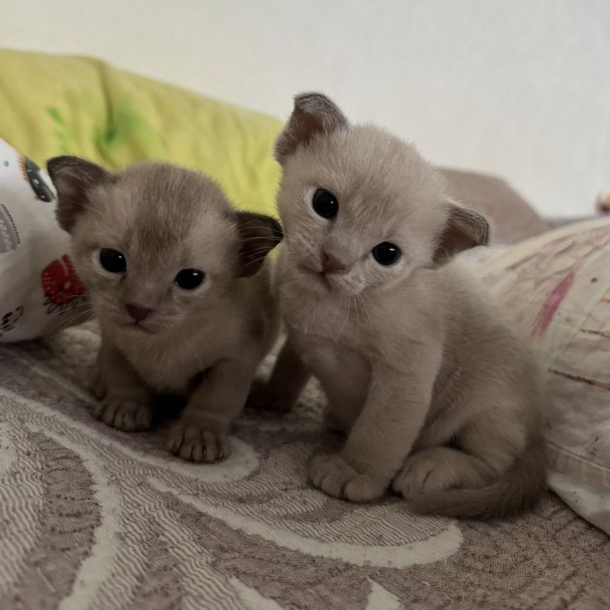 Бурманские котята
