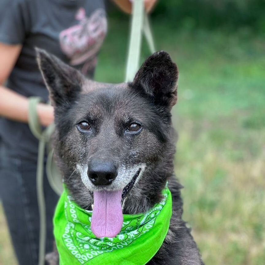 Антей самый лучший пёс