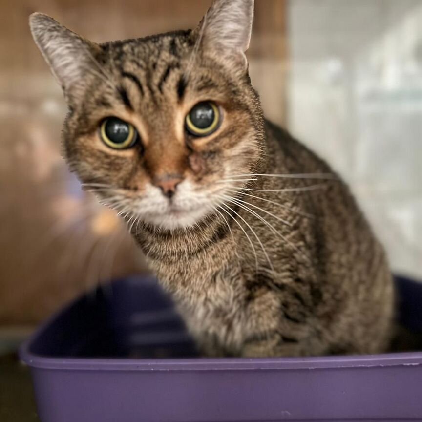 Кот в добрые руки