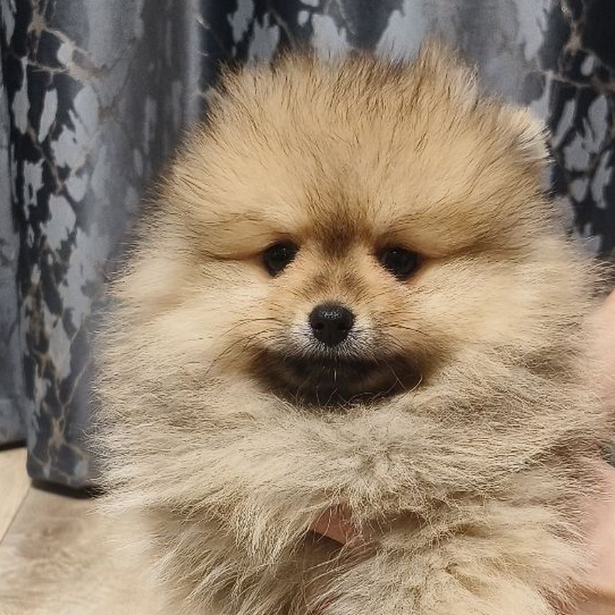 Померанский шпиц, щенок