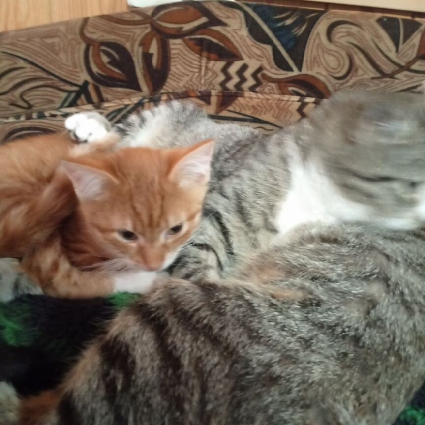 Отдам котят в добрые руки