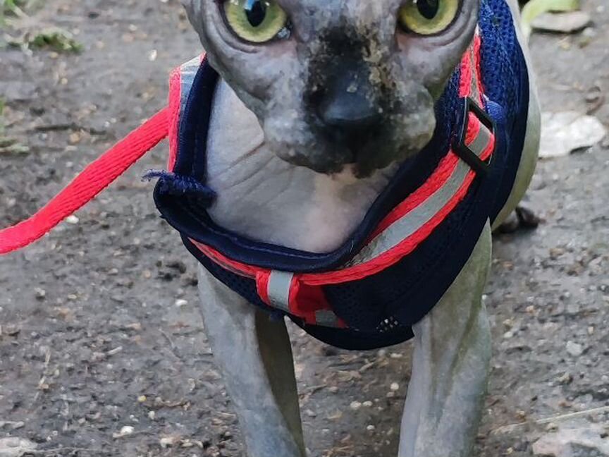 Канадский сфинкс