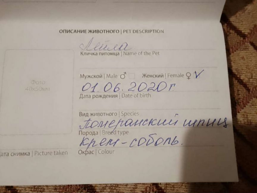 Померанский шпиц медвежьего типа