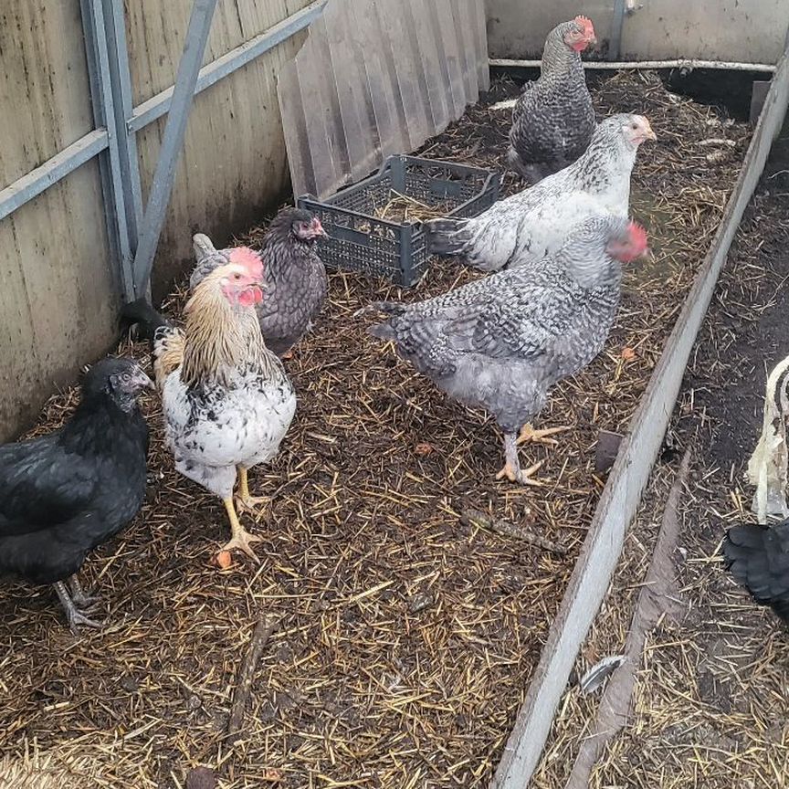 Продам петухов