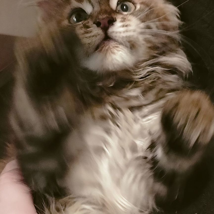Котята мейнкуна
