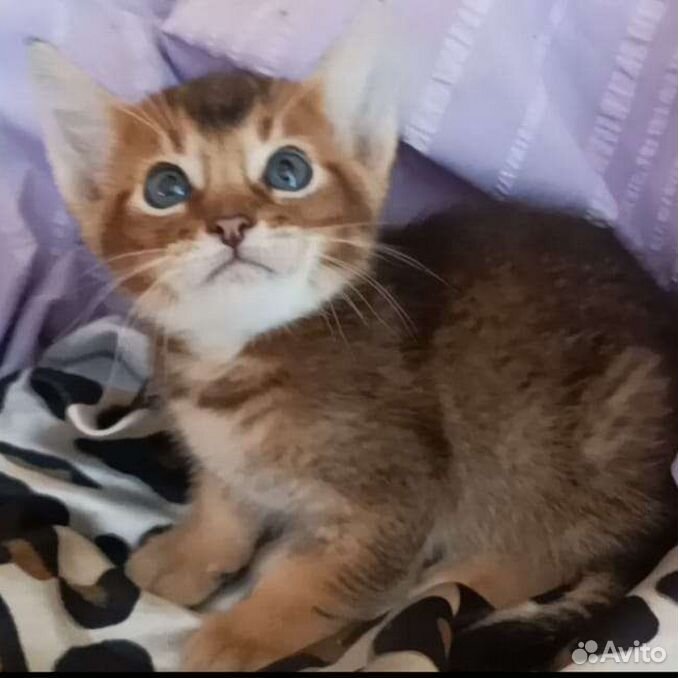 Абибенгалы, аби ориентал, абикуны