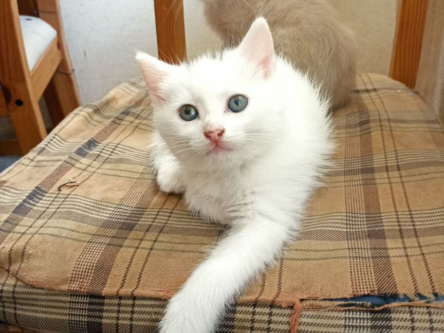 Отдам котёнка, девочка, 1,5 мес. С доставкой
