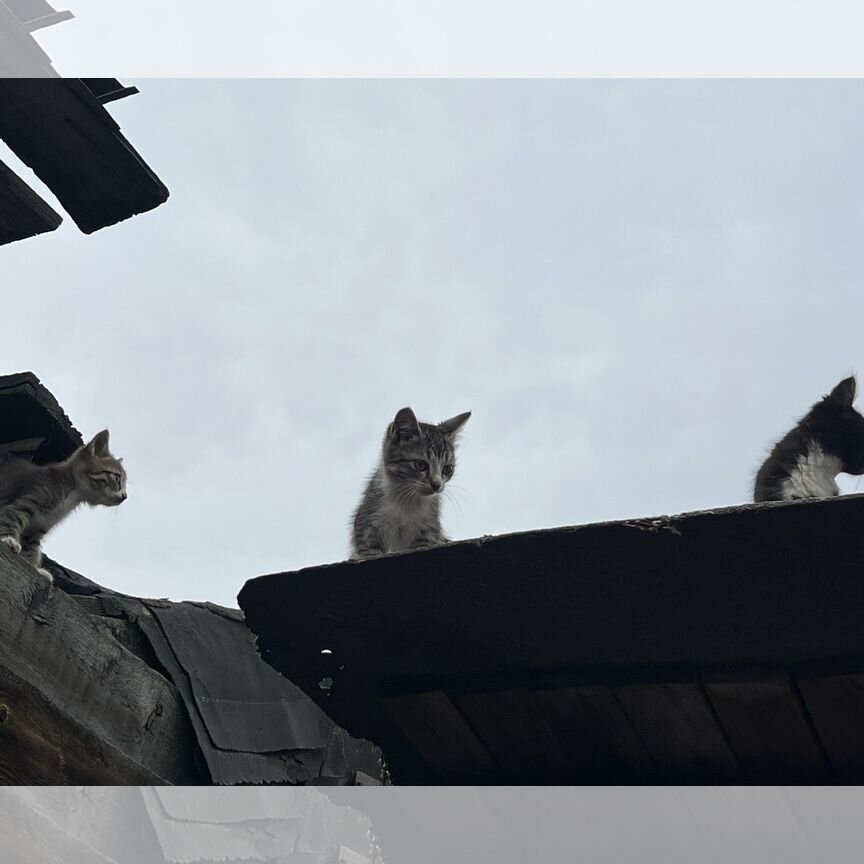 Коты