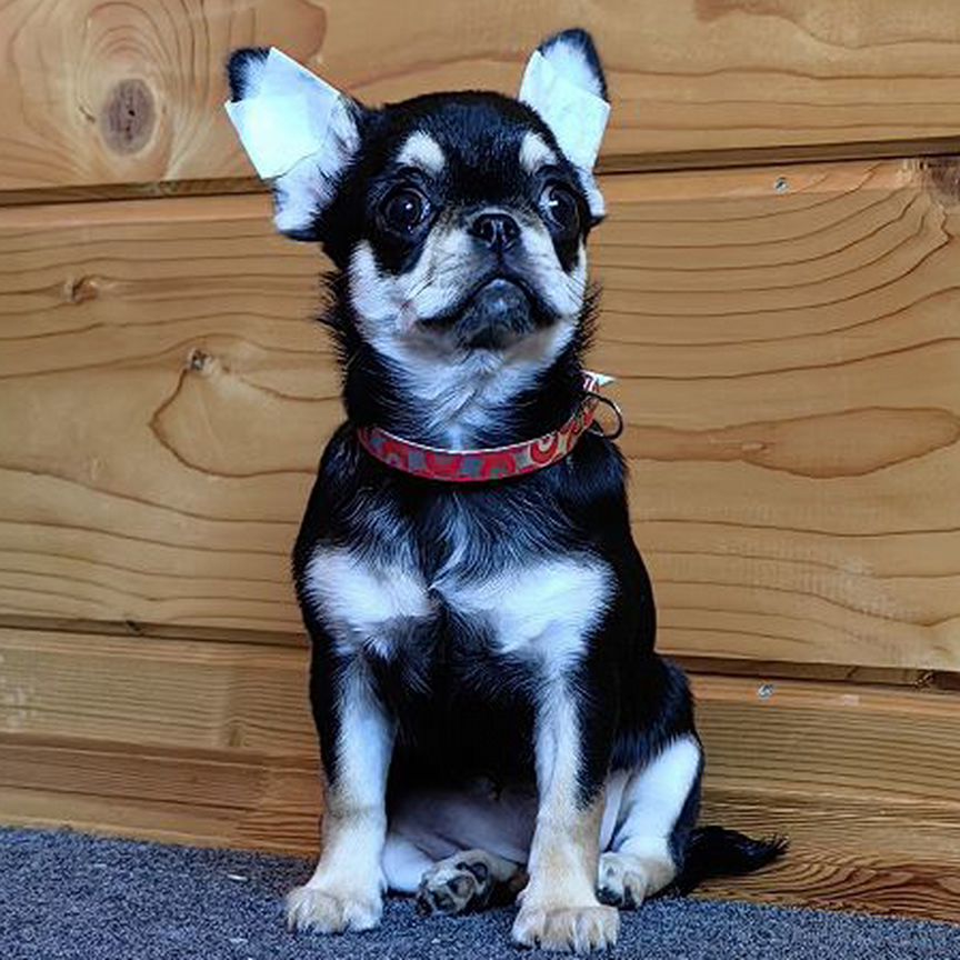 Чихуахуа, щенок