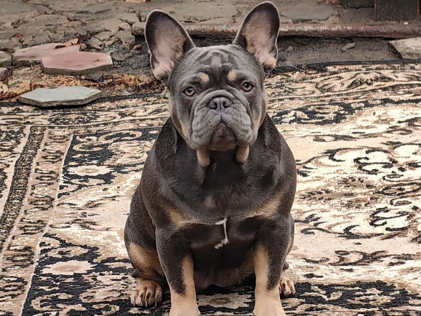 Французский бульдог генная на флаффи