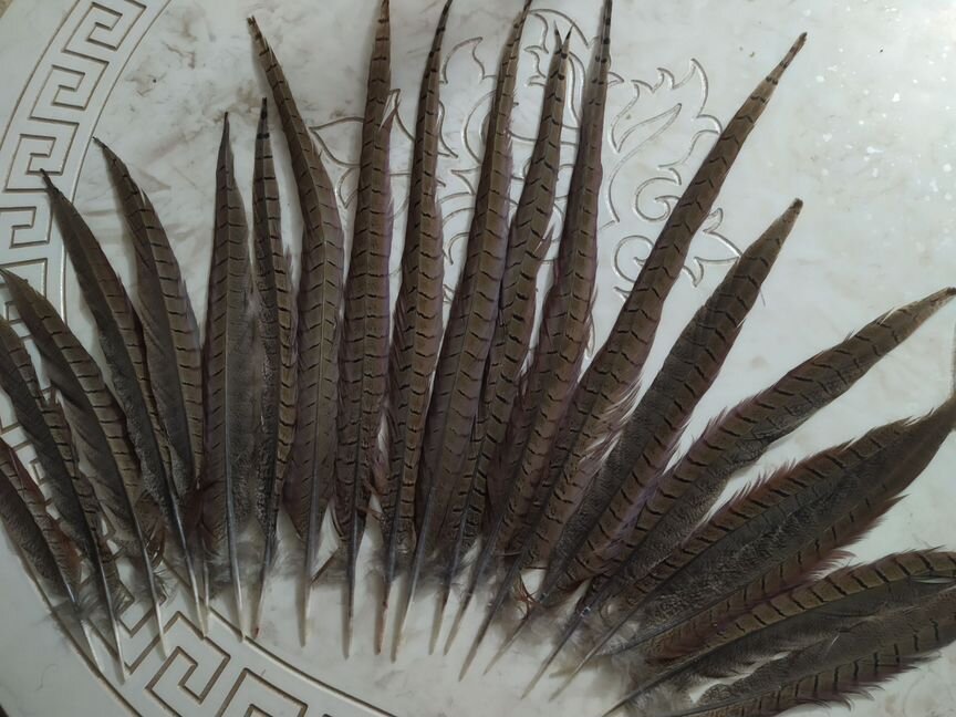 Перья фазана