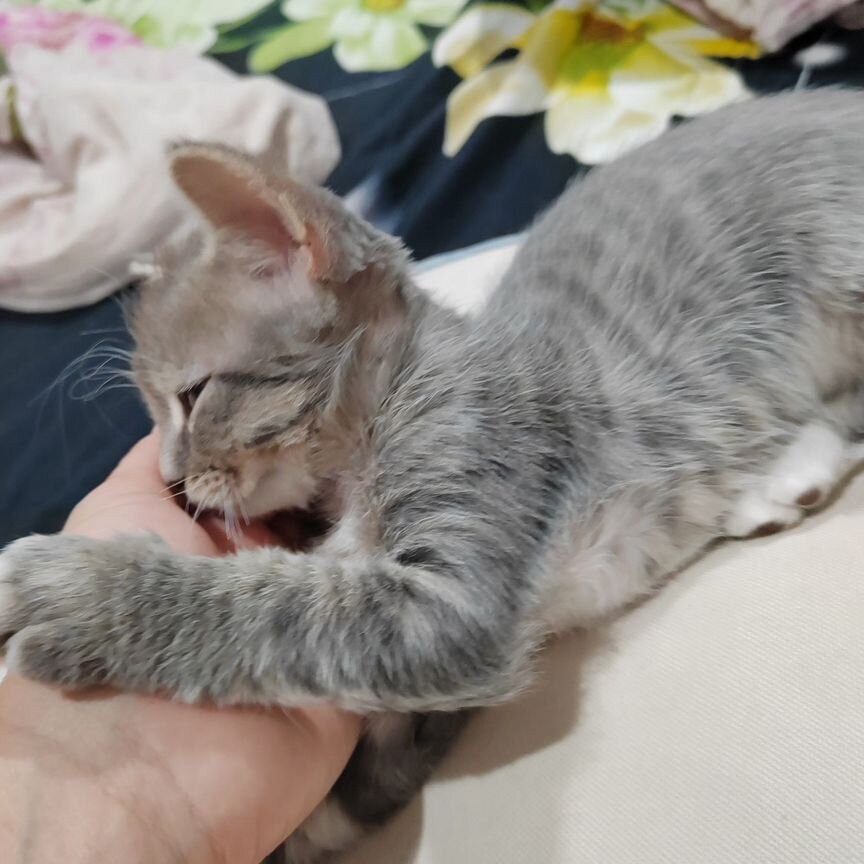 Котёнок в добрые руки