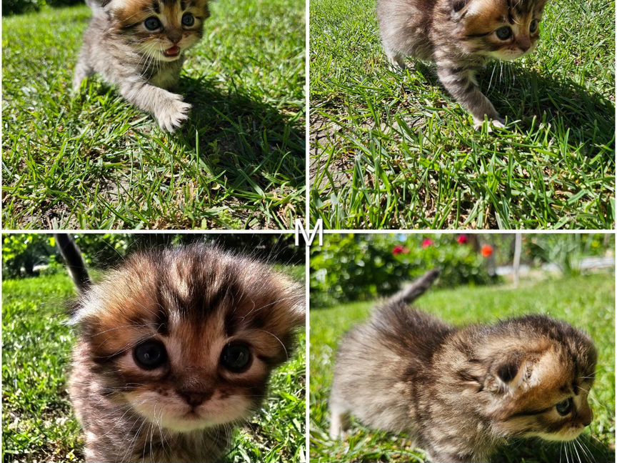 Шотландские вислоухие и прямоухие котята