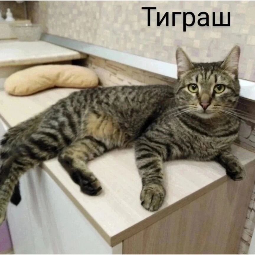 Тиграшик в поиске любящей семьи