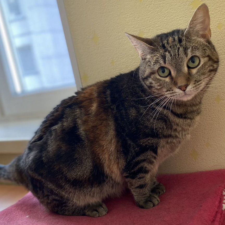 Поларите дом кошечке