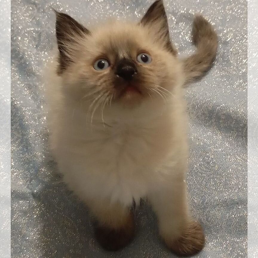 Рэгдолл котёнок