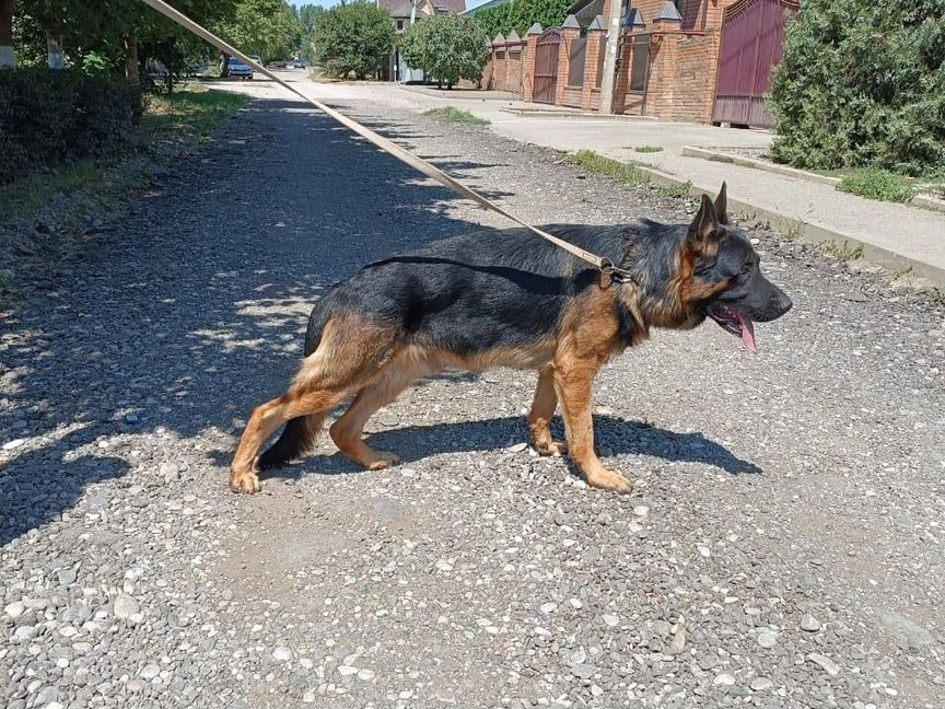 Щенки немецкой овчарки в добрые руки