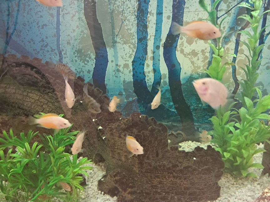 Цихлиды Фламинго