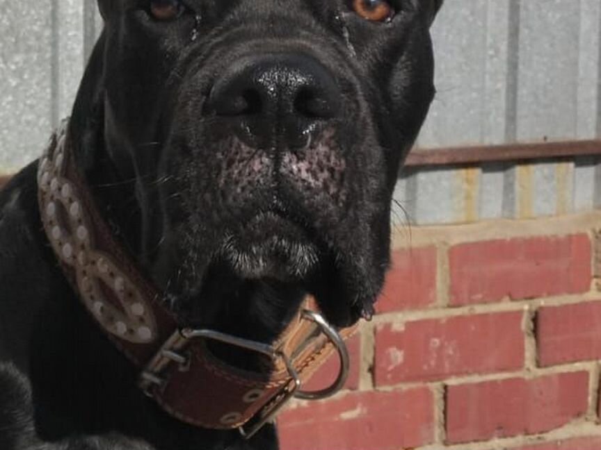 Кане Корсо в добрые руки