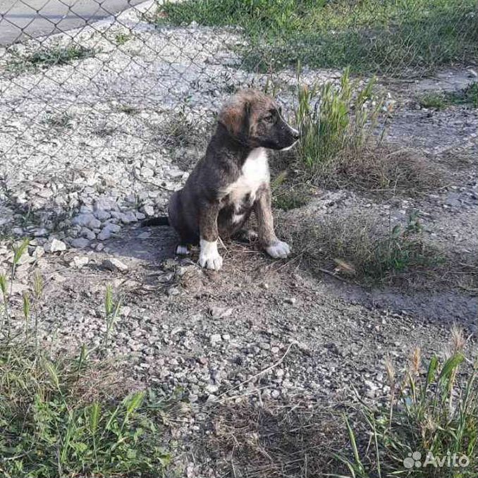 Отдам в добрые руки помесь волкодава с дворнягой