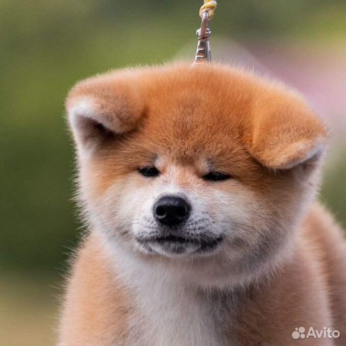 Супер красивые малыши Акита Ину