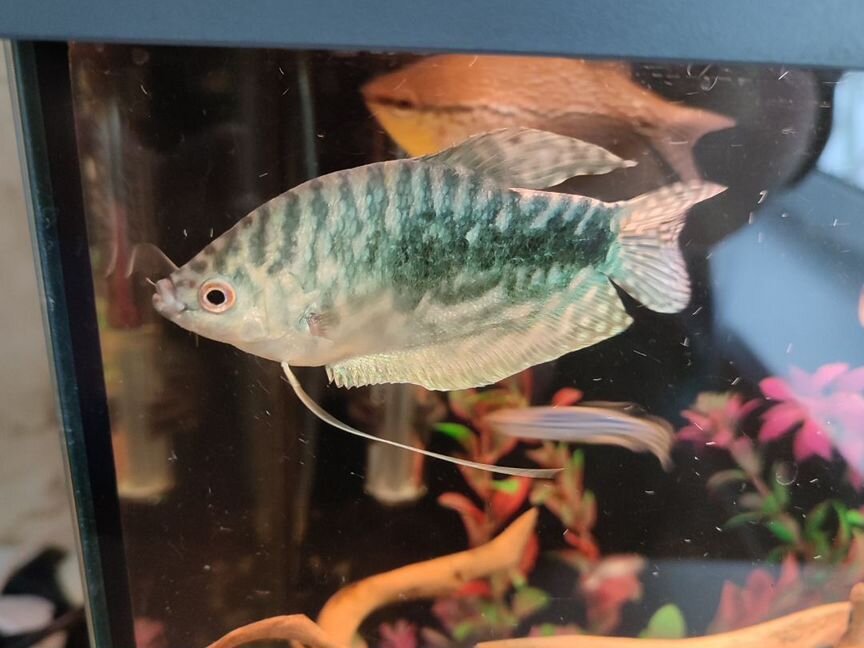 Мраморный гурами самец