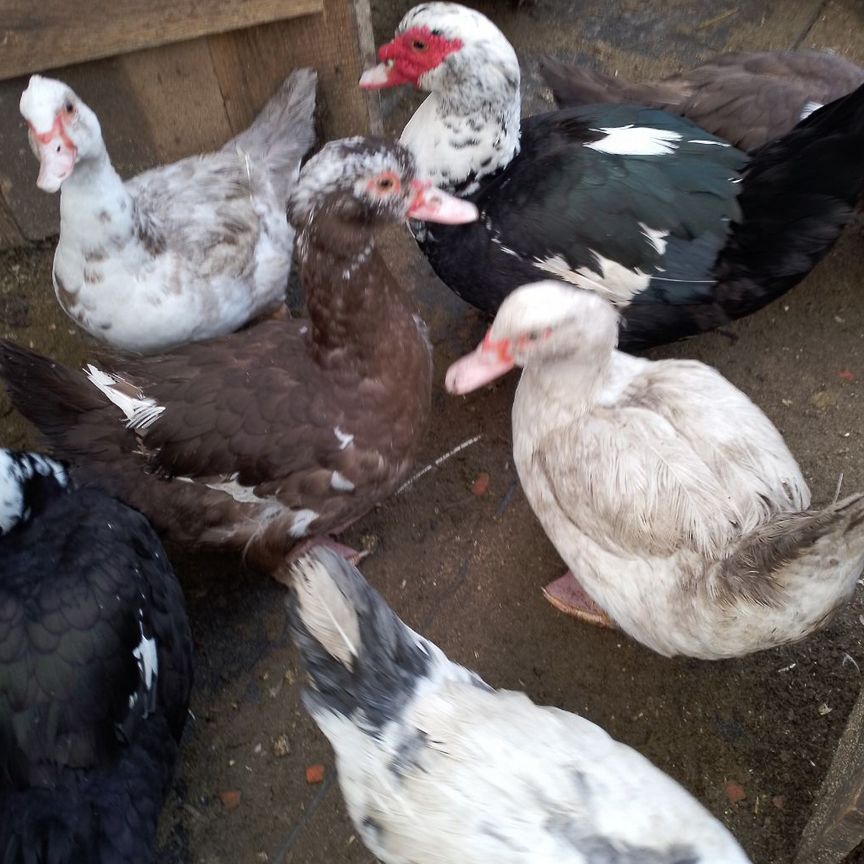 Индоутки на племя