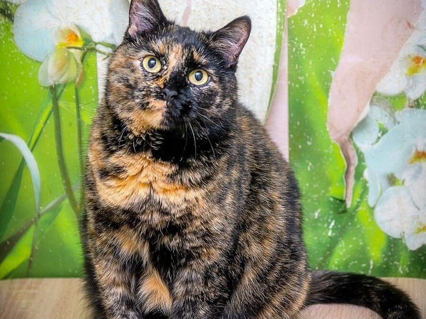 Яркая и ласковая Маруся ищет дом