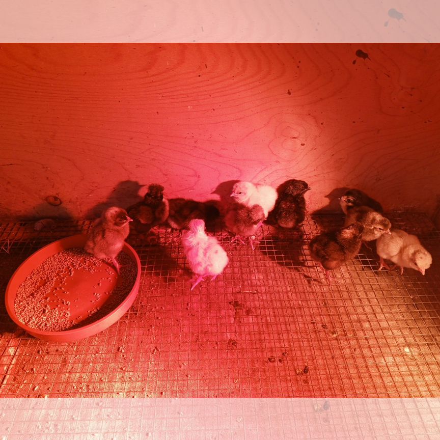 Цыплята русской хохлатой