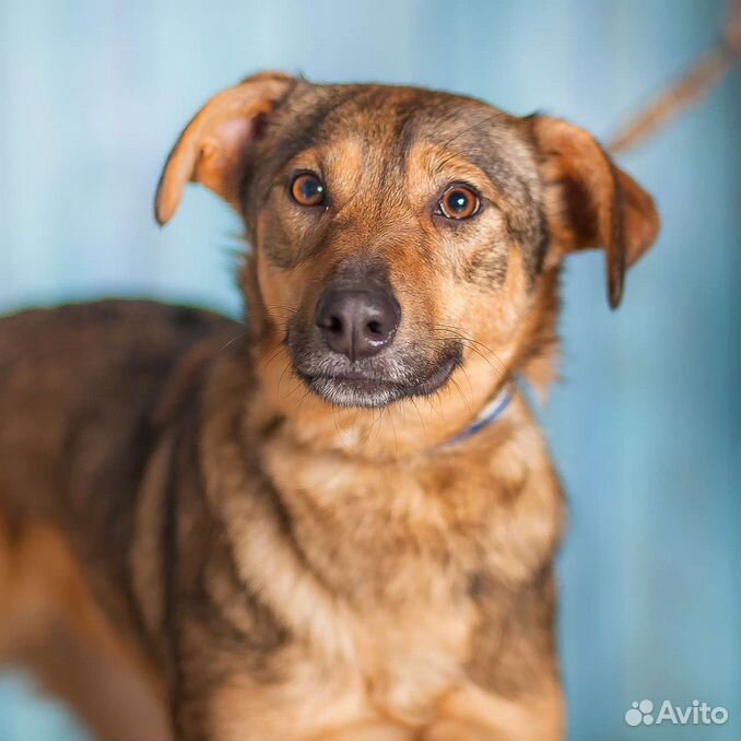 Симона в добрые руки