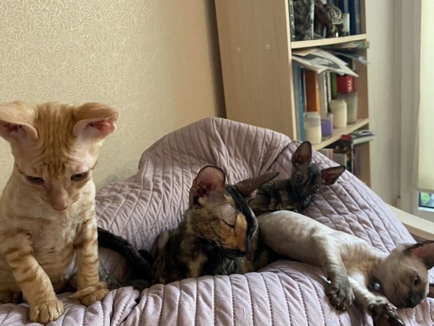 Малыши корниш рекс