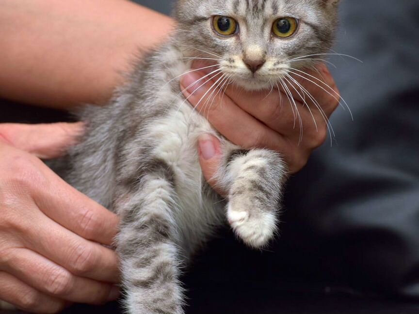 Очаровательный серебристый с полосками котенок