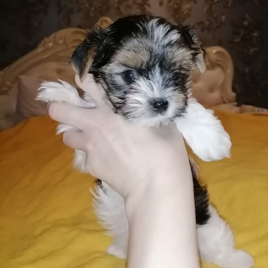 Бивер йорк