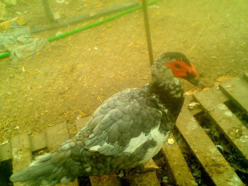 Селезень тяжёлой линии