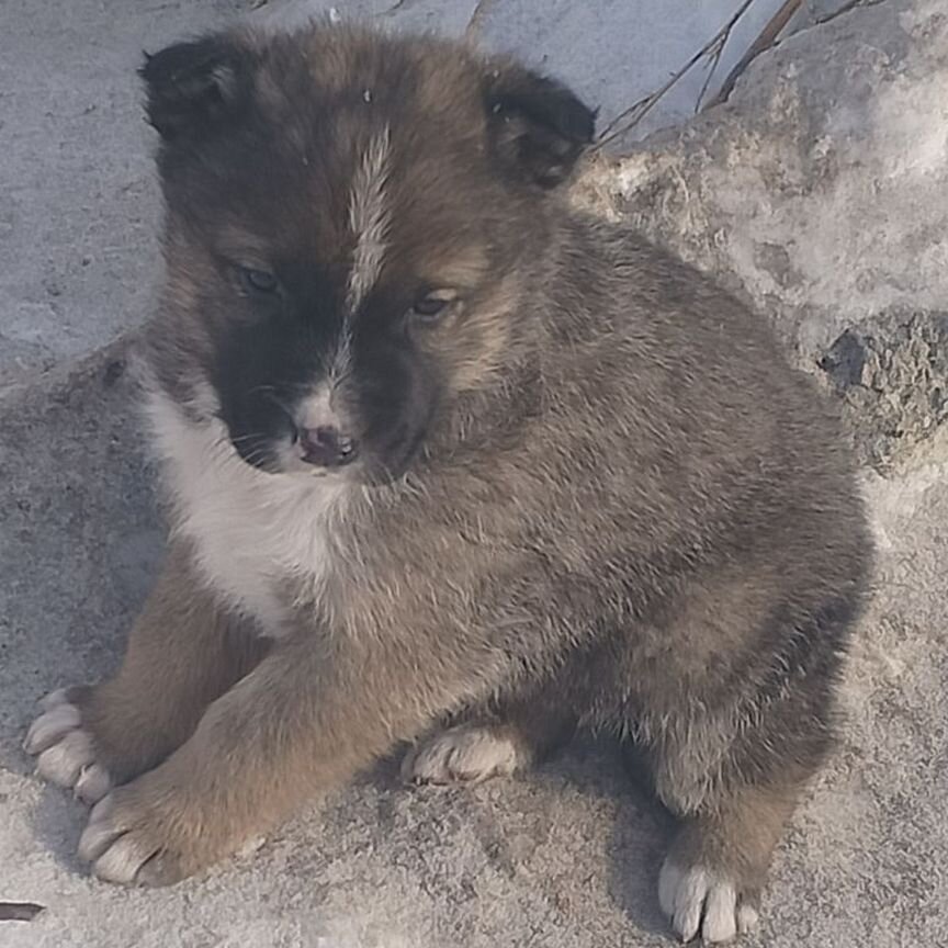 Щенок в добрые руки