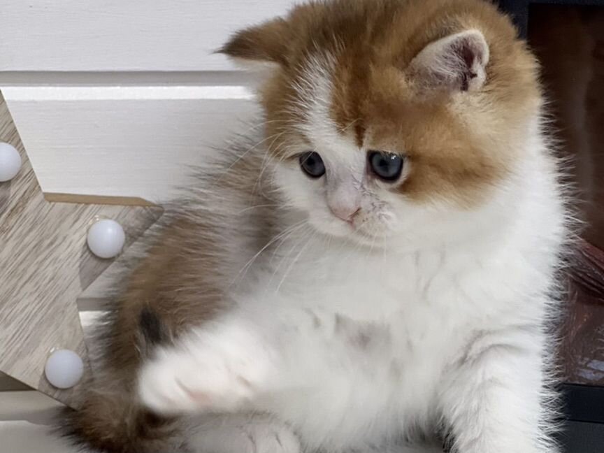 Британские котята золотая шиншилла